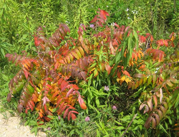 Tom's Blog: Sumac eradication