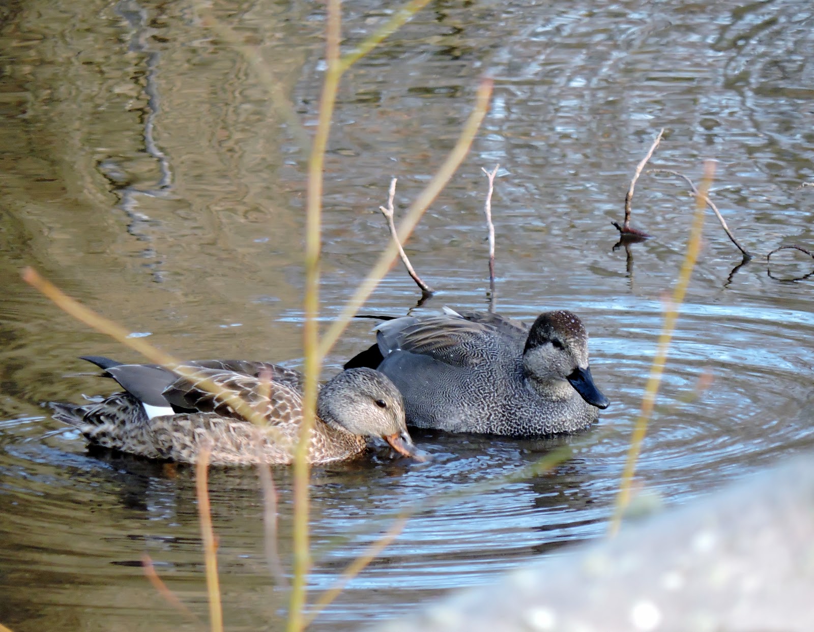 Capital Naturalist by Alonso Abugattas: Gadwall