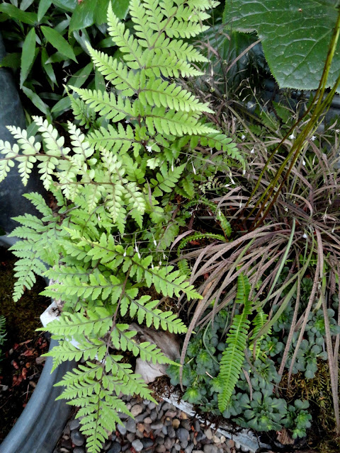 danger garden: Building a fern table: watching the professional in ...
