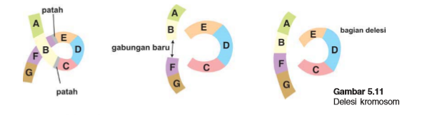 Mutasi Kromosom - Our Akuntansi