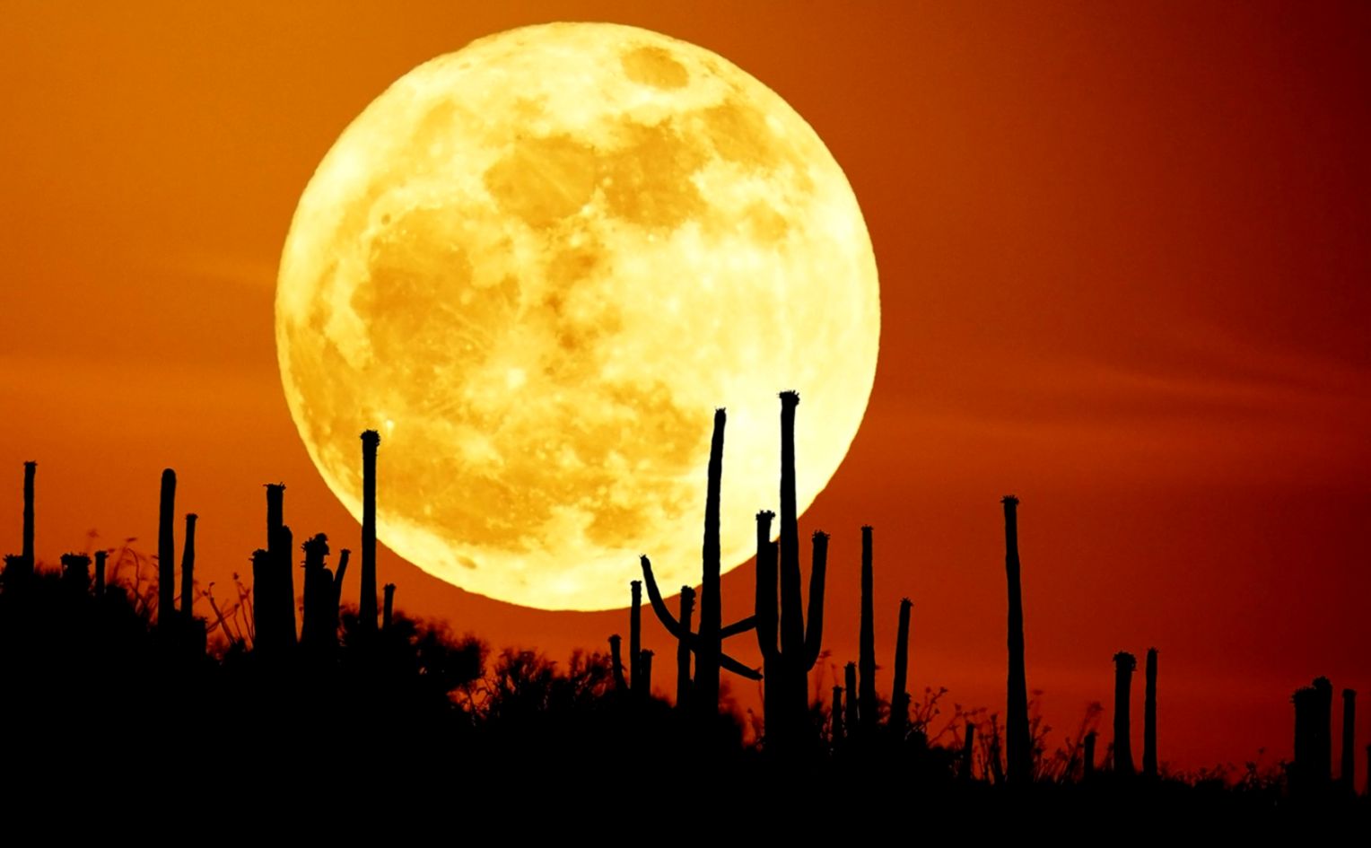 Desert Night Sky Cactus | Wallpapers Gallery