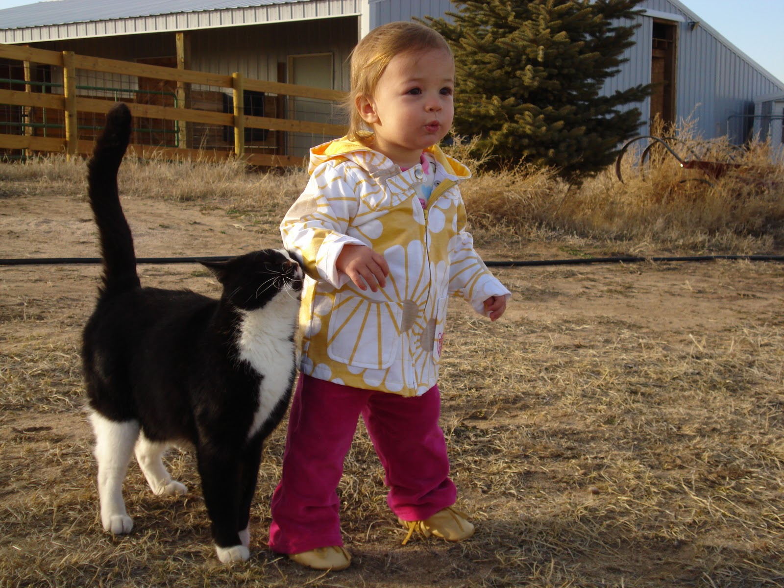 It's A Windy View: The Greatest Farm Cat