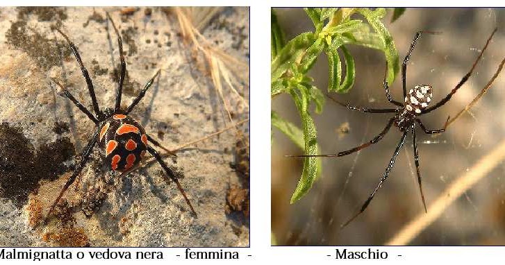 Il dottor Ferrando Alberto: CI SONO RAGNI VELENOSI IN ITALIA? COSA FARE ...