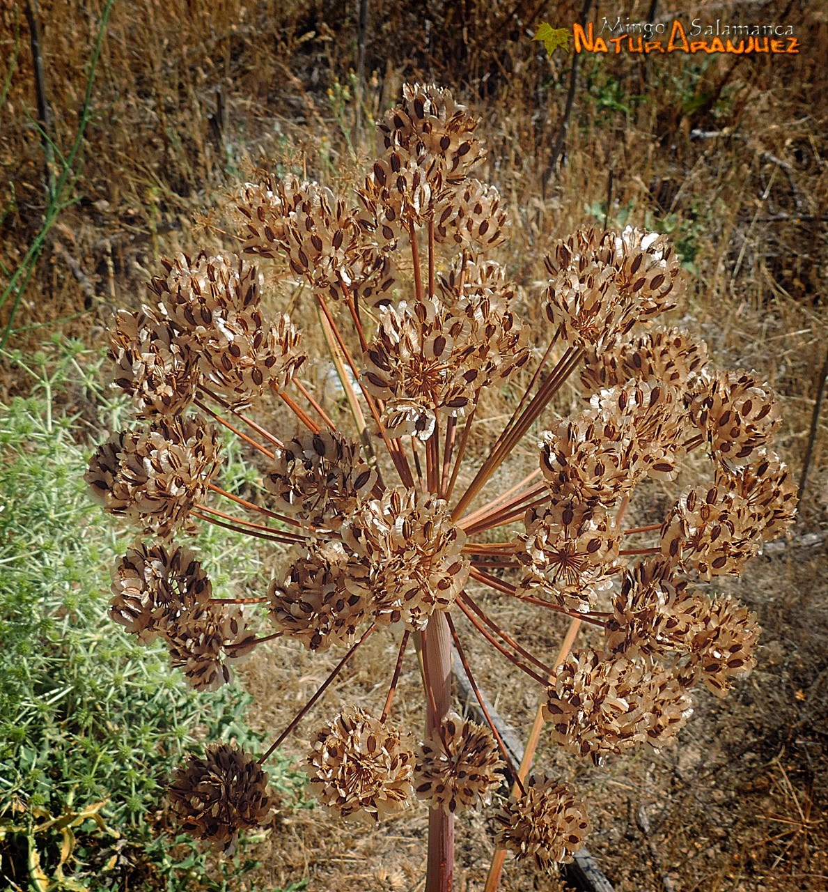 NaturAranjuez: Thapsia villosa ZUMILLO