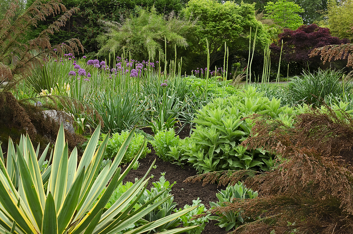 Linda Cochran's Garden: More Front Border