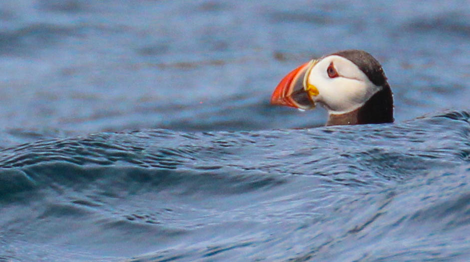 Cannundrums: Atlantic Puffin