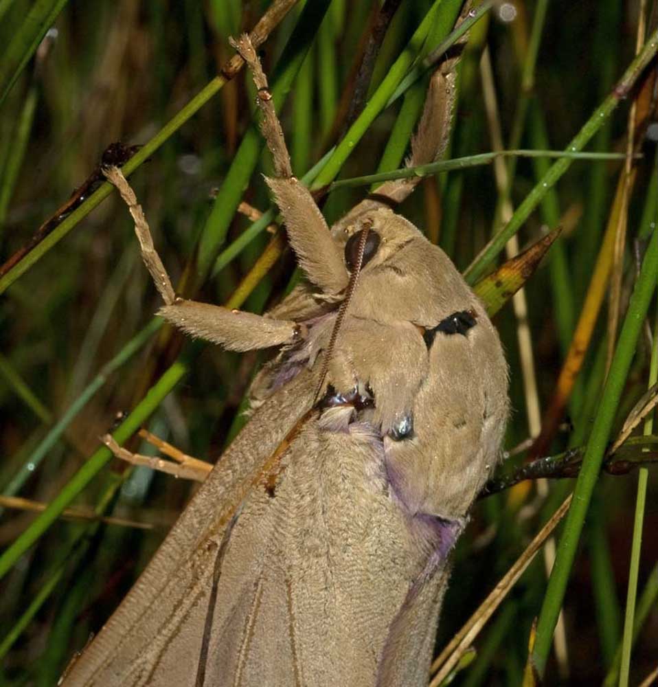 The Nature of Robertson: Huge colourful Swift Moth at Butler's Swamp.