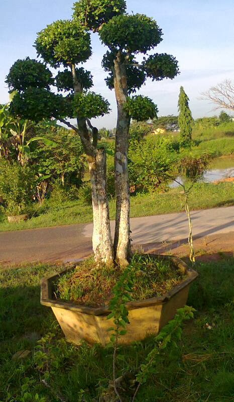 PANDUAN MATEMATIK UNTUK KANAK-KANAK.: POKOK BONSAI DAN LANDSKAP