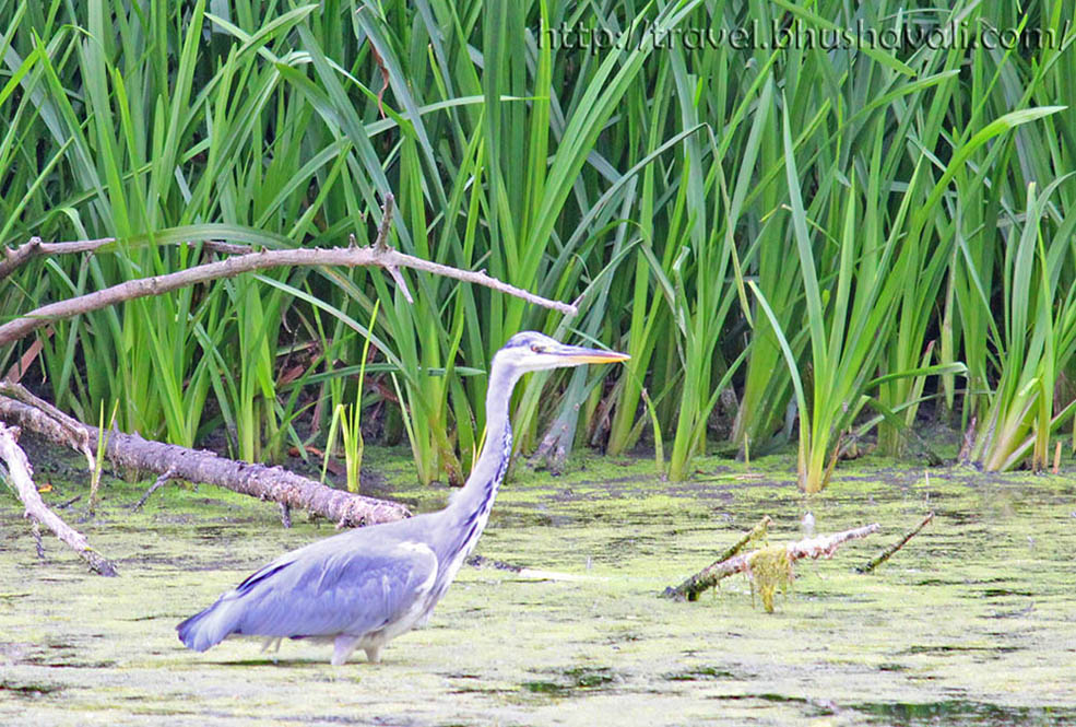 Epping Forest (Greater London - England) | My Travelogue - Indian ...