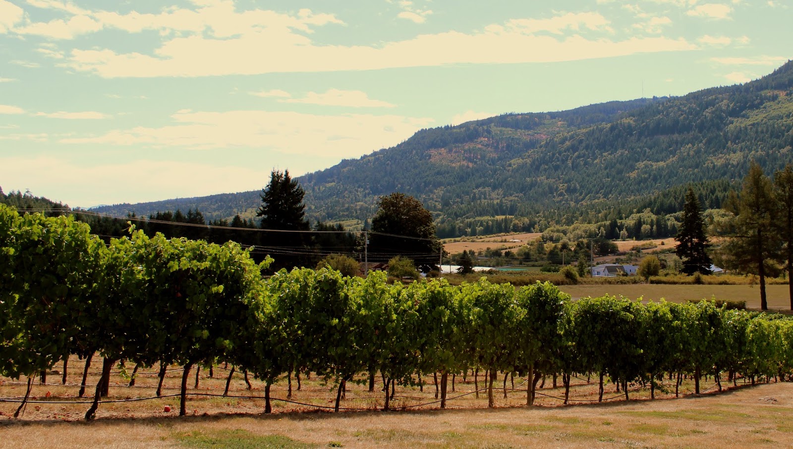 The Murray Chronicles : Garry Oaks Winery on Salt Spring Island