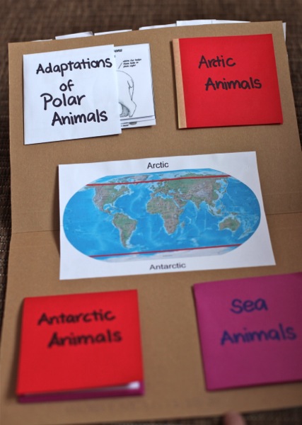 Mum in the making: Monday Made: Polar Animals lapbook