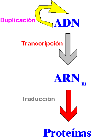 Trabajo de Biologia Laboratorio: Transcripcion De los Transcritos ...