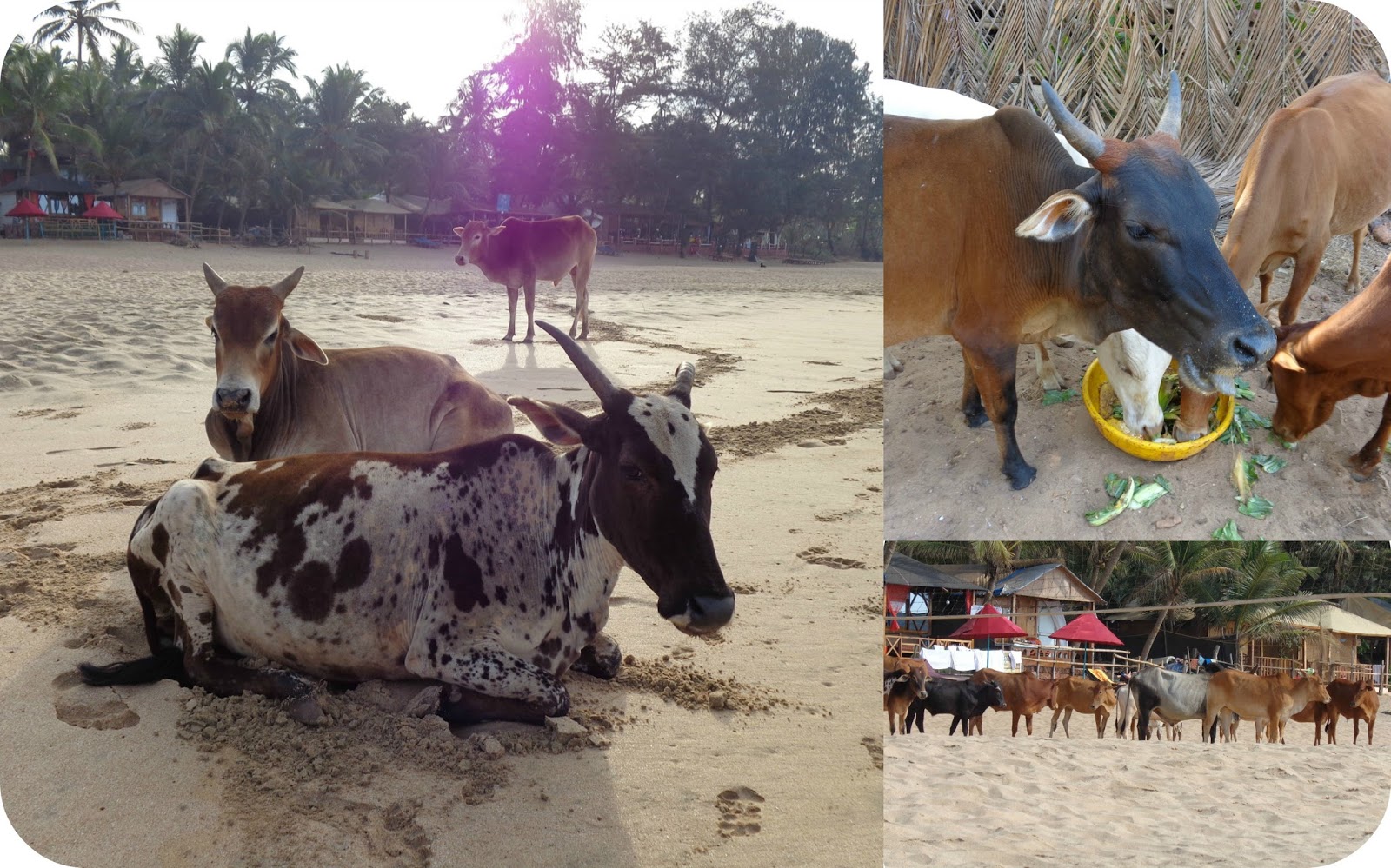 Vintage Vixen: Travels in India, 2016 - Goa's Deep South