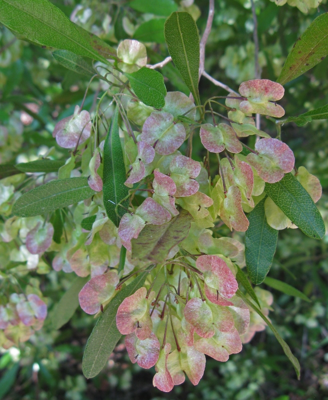 Kamaka Pottery: Seeds on Green Ake Ake