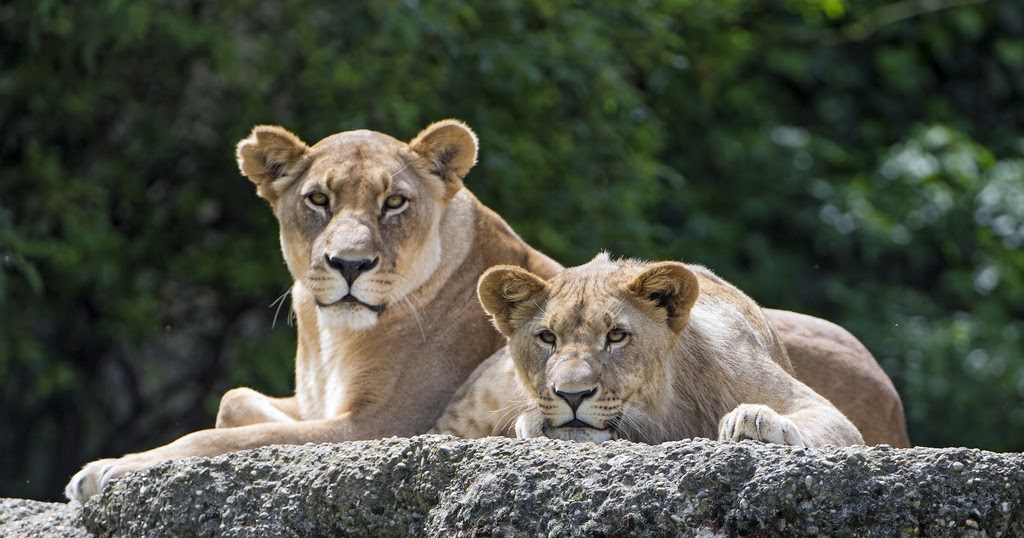 Folklore and Myths: Week 2 Story- The Foolish Lion