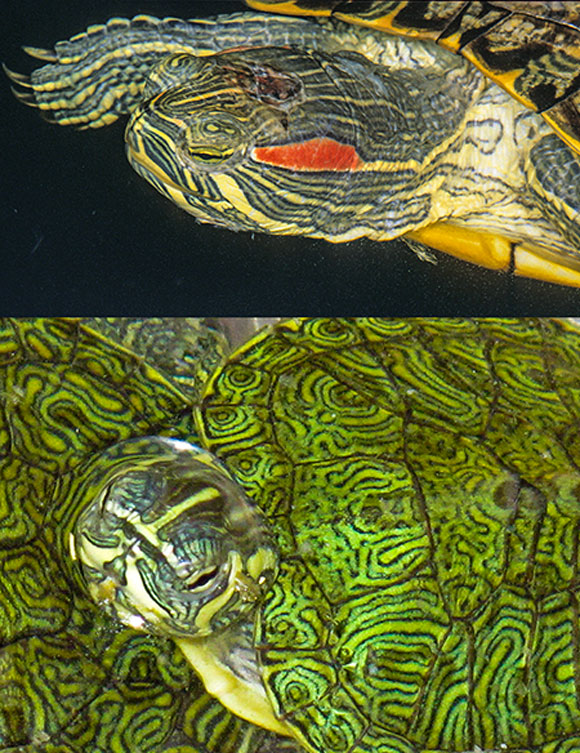 The Herpetology of Trinidad and Tobago: Red-eared Slider, Trachemys ...