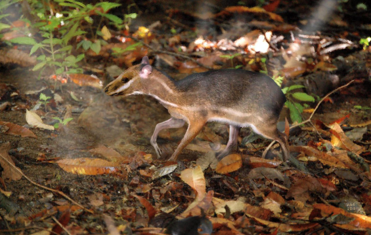 The Magic cafe: Исчезнувшая Южная Америка Велизара Симеоновски. Часть I ...