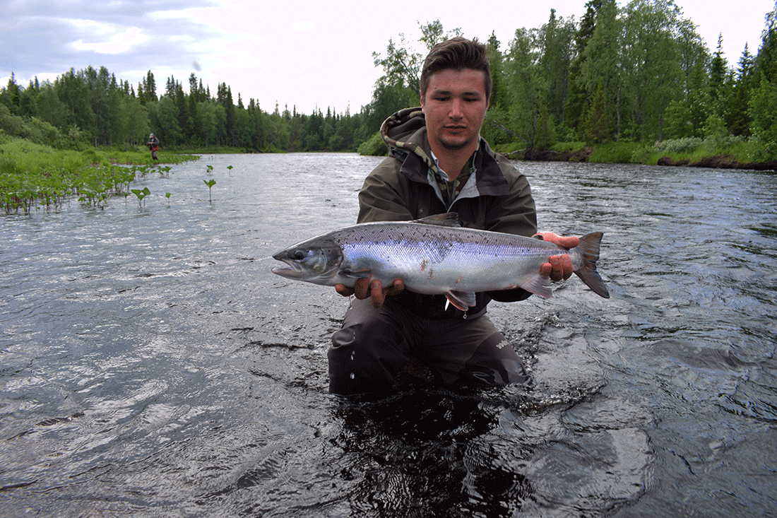 Chavanga Fish Blog: Salmon fishing in Russia. Some results of the ...