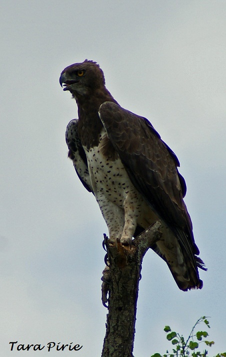 Tara's Tales: Magnificent trip to Kruger!