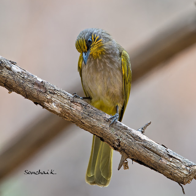 Burung Cucak Rawa - Straw-headed Bulbul (Pycnonotus zeylanicus) - Ryan ...