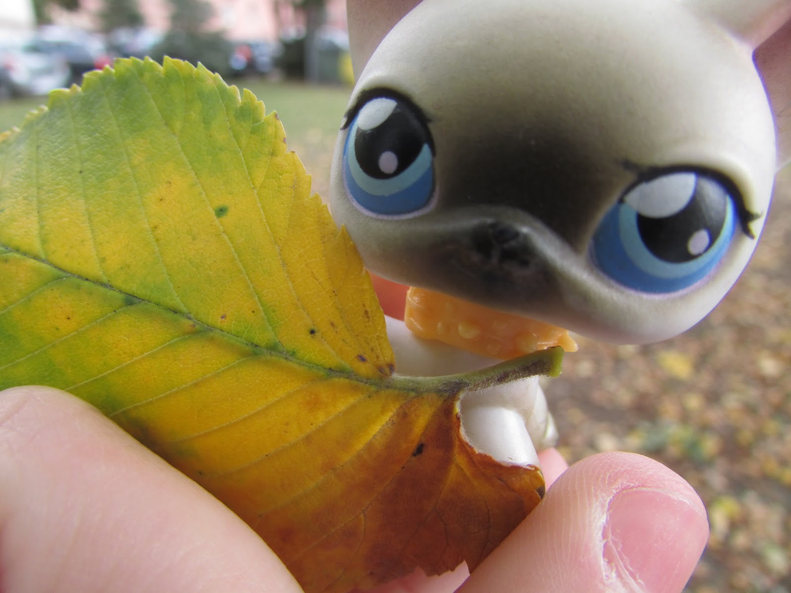 Mój świat LPS: 134. LPS: Jesienna sesja