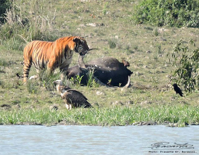 Tiger: Bengal Tiger vs Wild Water Buffalo (Kaziranga National Park)