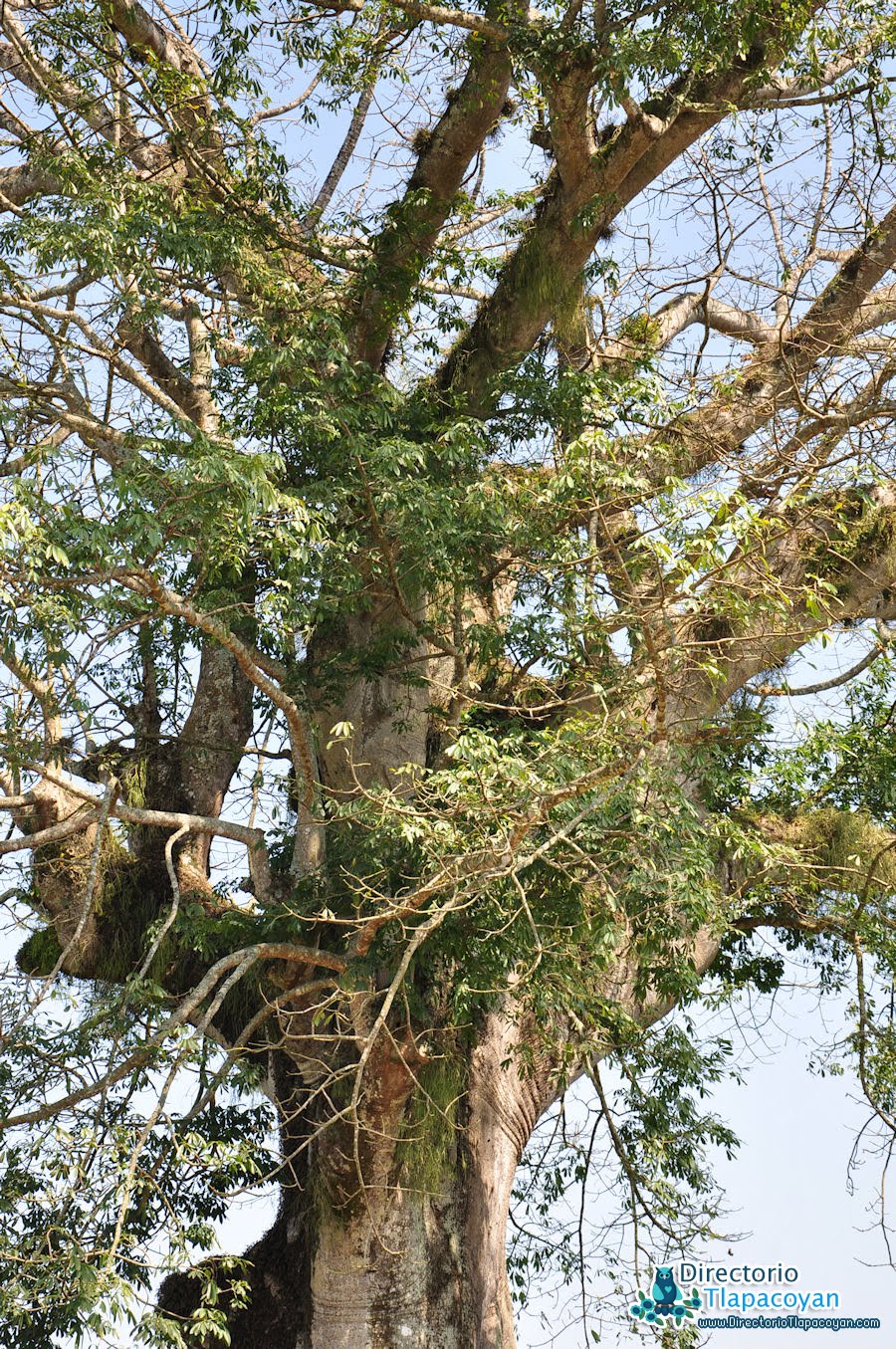 Reportero sin fronteras: La Pochota en el Ejido el Jobo de Tlapacoyan ...