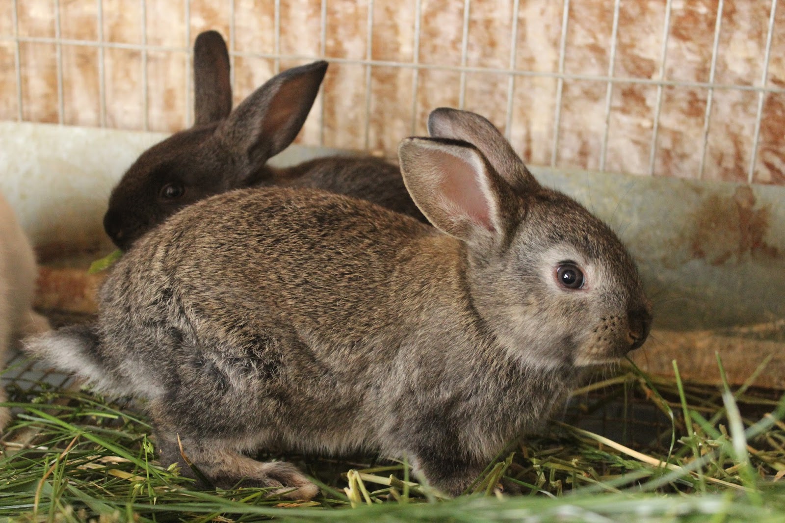 Easy Living the Hard Way: Rabbitry Lessons Learned