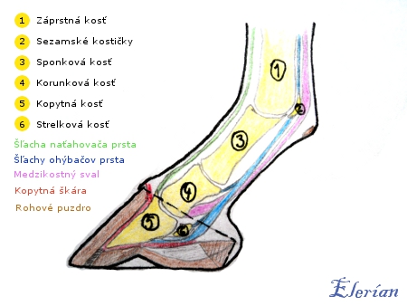 S úctou ku koňom: Anatómia kopýt