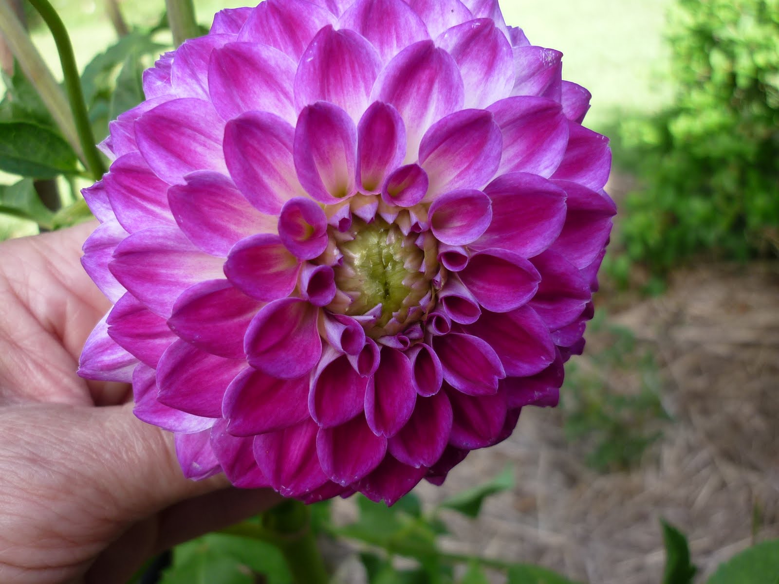 DELIA'S PLACE: Flowers in my Garden