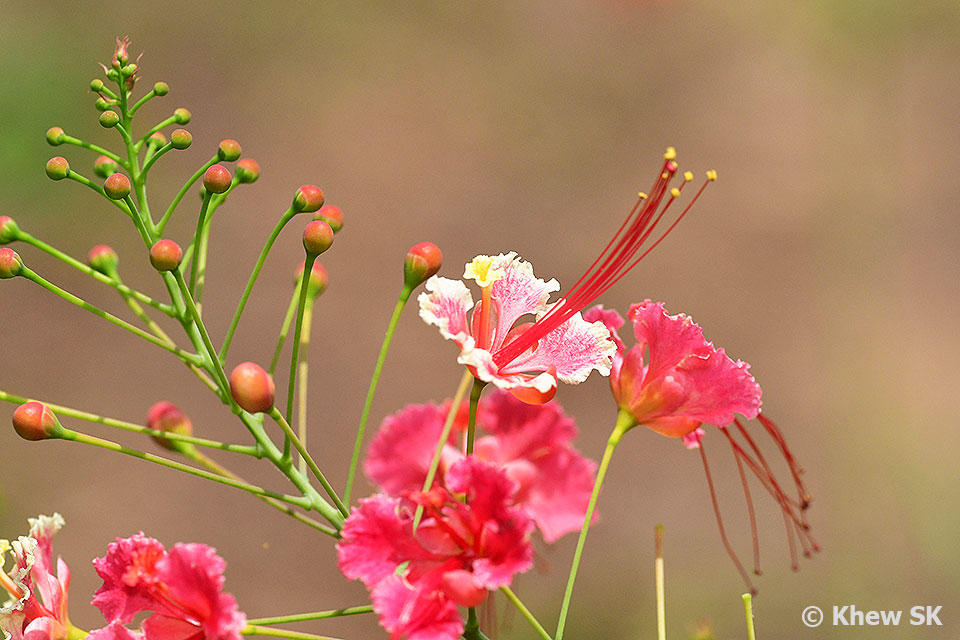 Butterflies of Singapore: Favourite Nectaring Plants #16