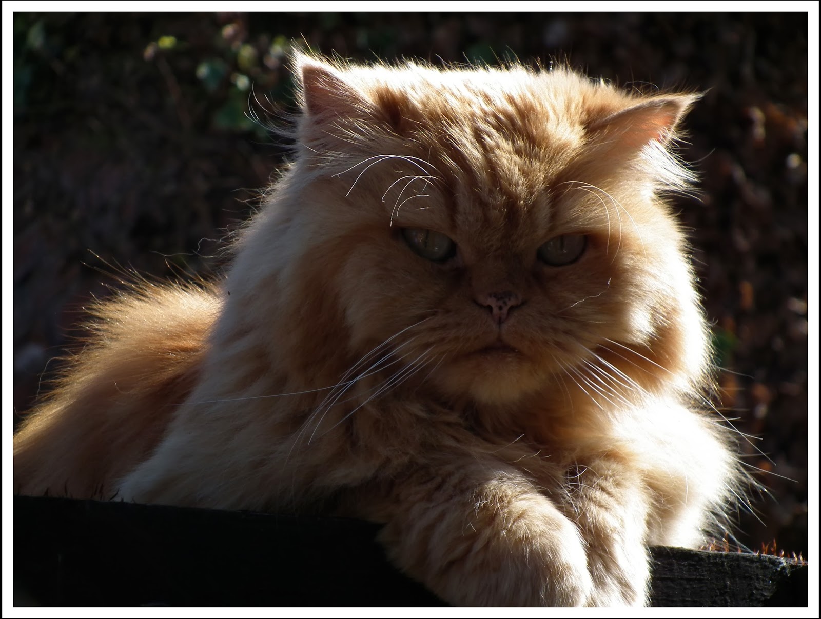 Angel Ginger Jasper: Our tribute : Farewell our beautiful sweet boy xxxxx