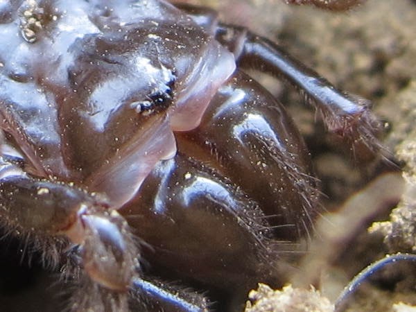 Blue Jay Barrens: Another Trapdoor Spider