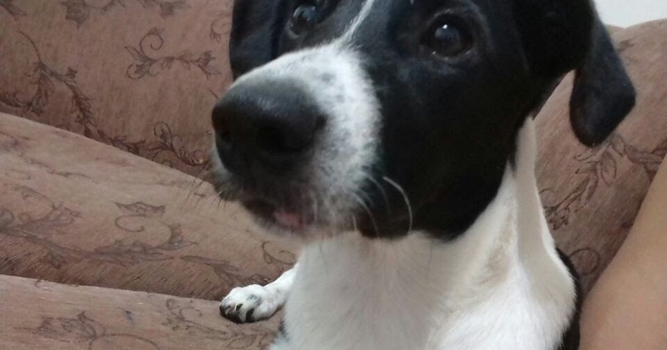 AQUI TEM CÃO - adoções/doações de cães e gatos em São Paulo: FAÍSCA