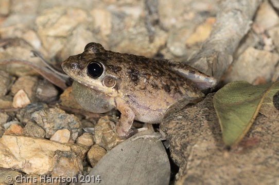 Frog Blog: Bumpy RocketfrogLitoria inermis