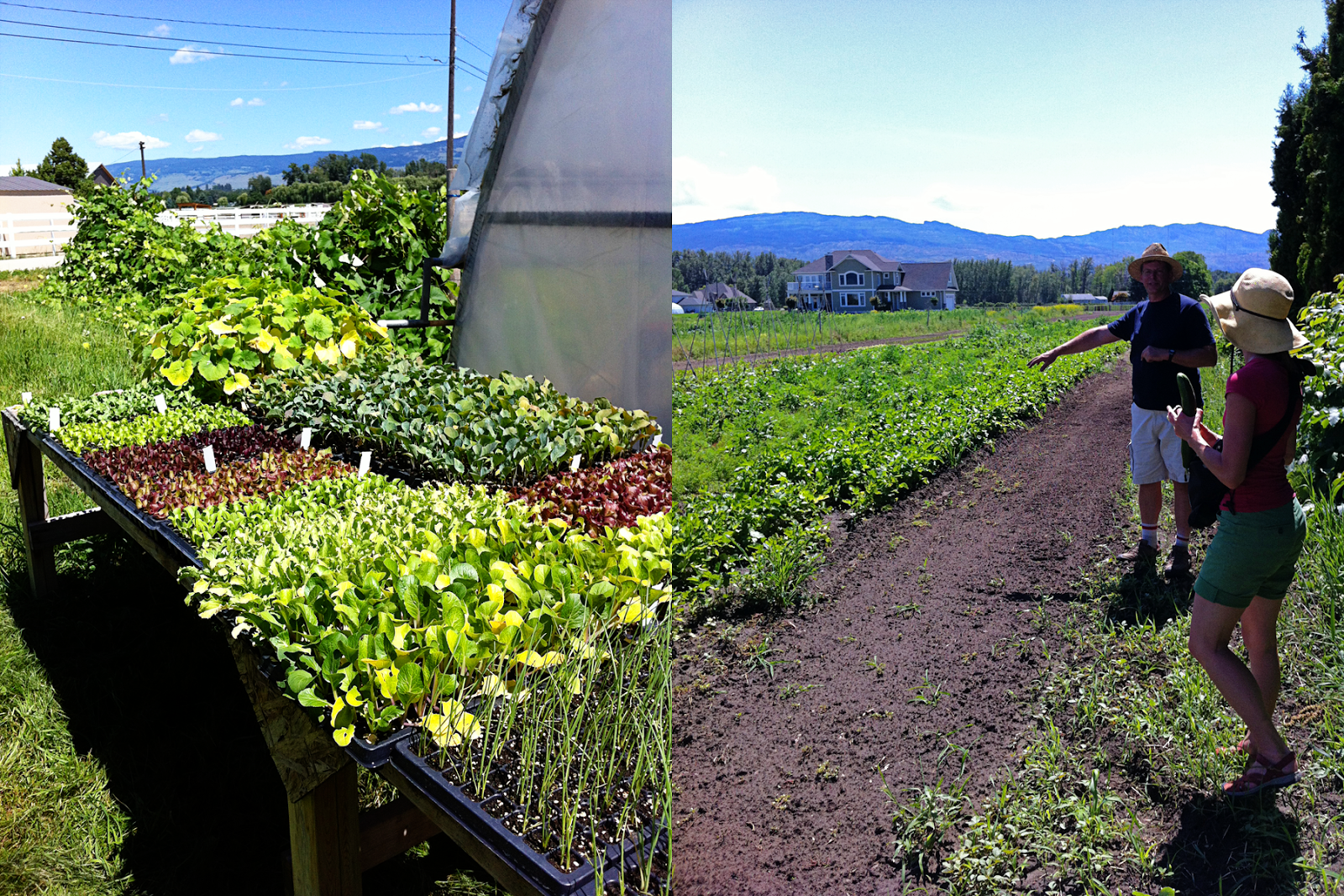 InSpiral Coaching: Sun Catcher Organic Farm Tour