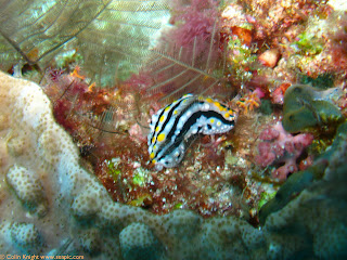 Postcards from Sussex: Paradise Reef, Devils Thila and turtles