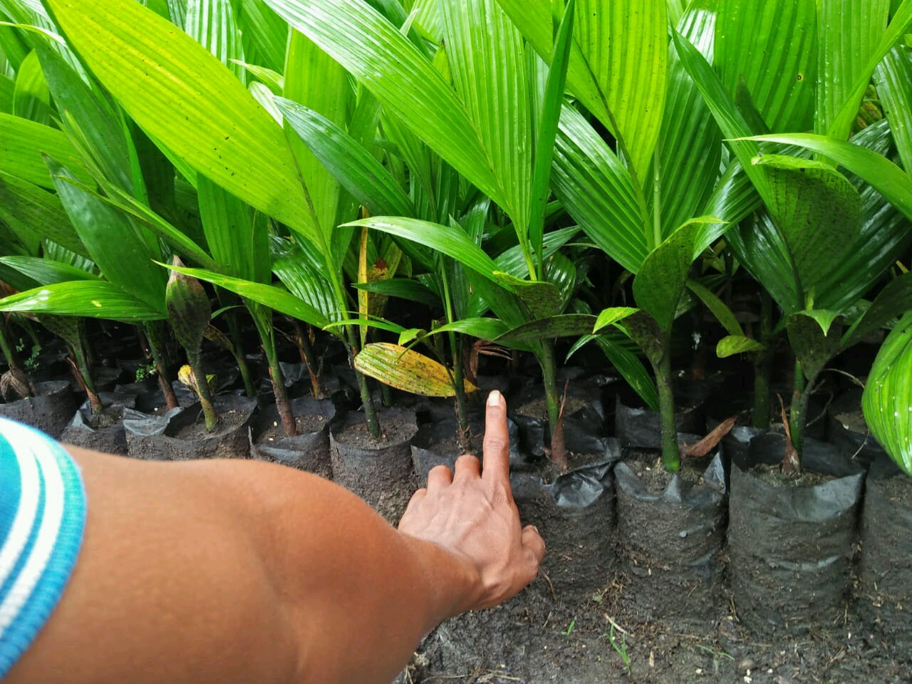 TERBAIK !!! 0852 8967 4014 Bibit Pinang Super