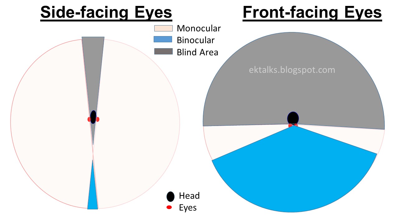 ektalks: Why Do Humans Have two Front-Facing Eyes? An Analysis and Some ...