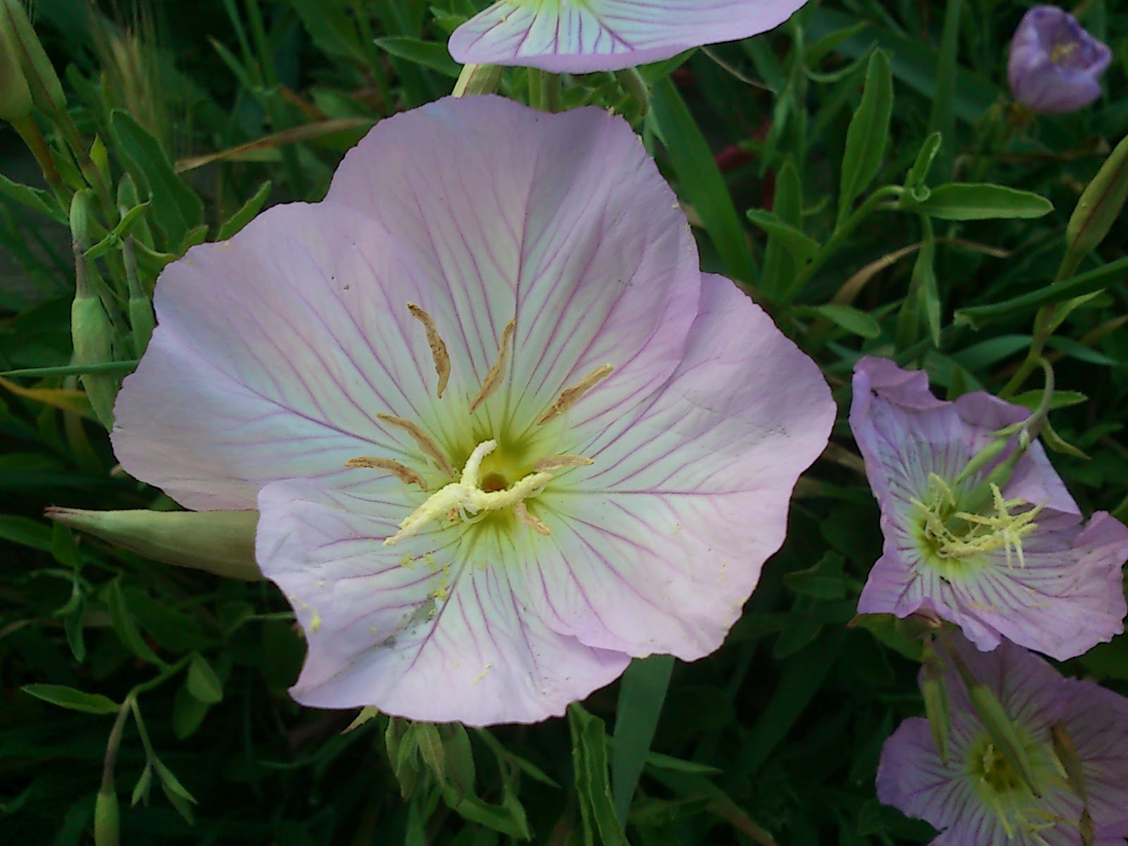 Badia Verde: prímula rosa o onagra vistosa (oenothera speciosa)