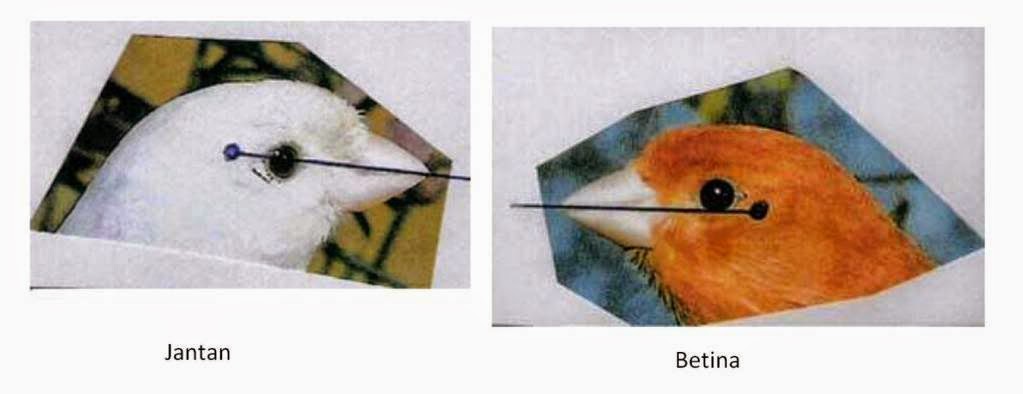 cara ternak burung kenari ~ Ternak binatang