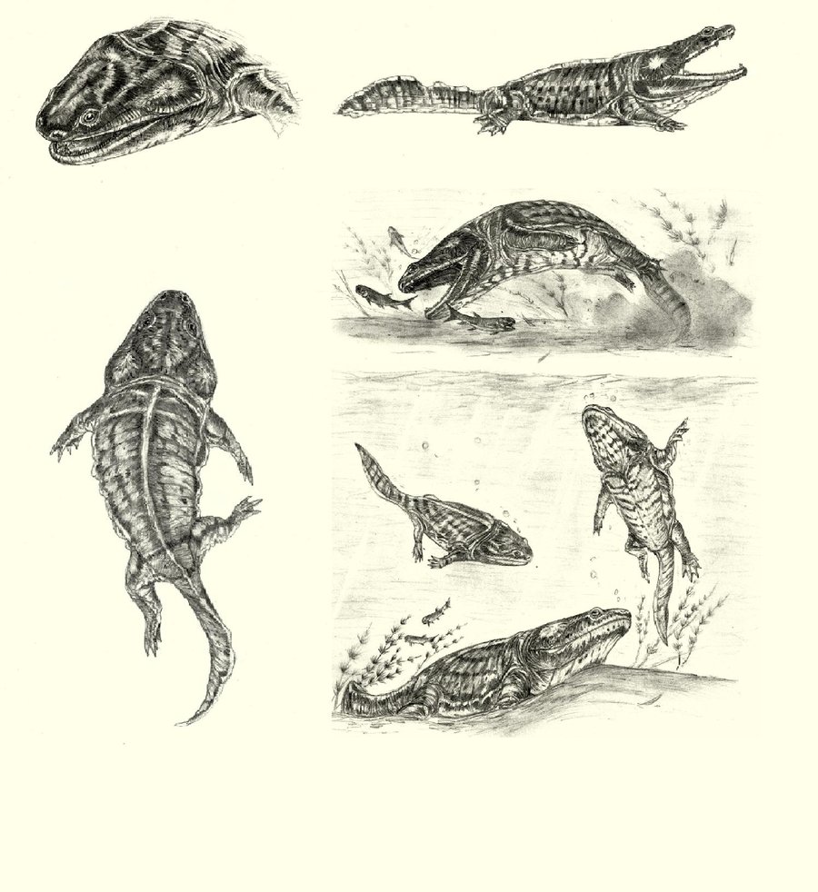 The Dragon's Tales: Did Metoposaurus Aestivate in the Carnian Triassic ...