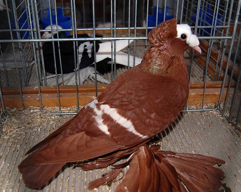 Saxon Priest pigeons ( Sächsische Pfaffentaube ) - Pigeons fall