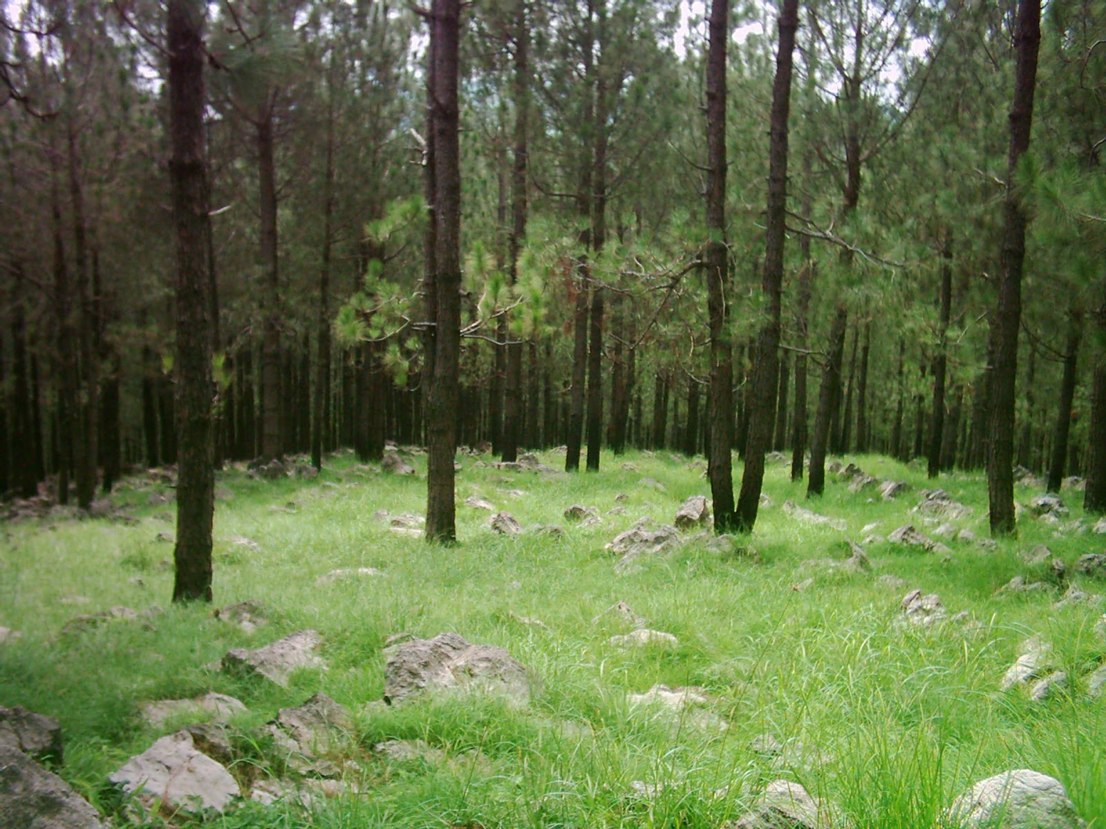 Pakistani Forests Pics - Pakistan in Photos