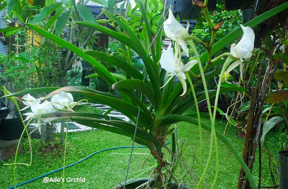 Ade's Orchid: Angraecum Longiscott