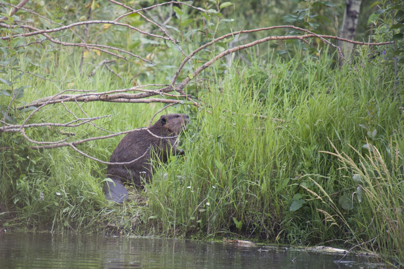 Photography of Ralph Fuchs of St. Albert, Alberta: Wildlife