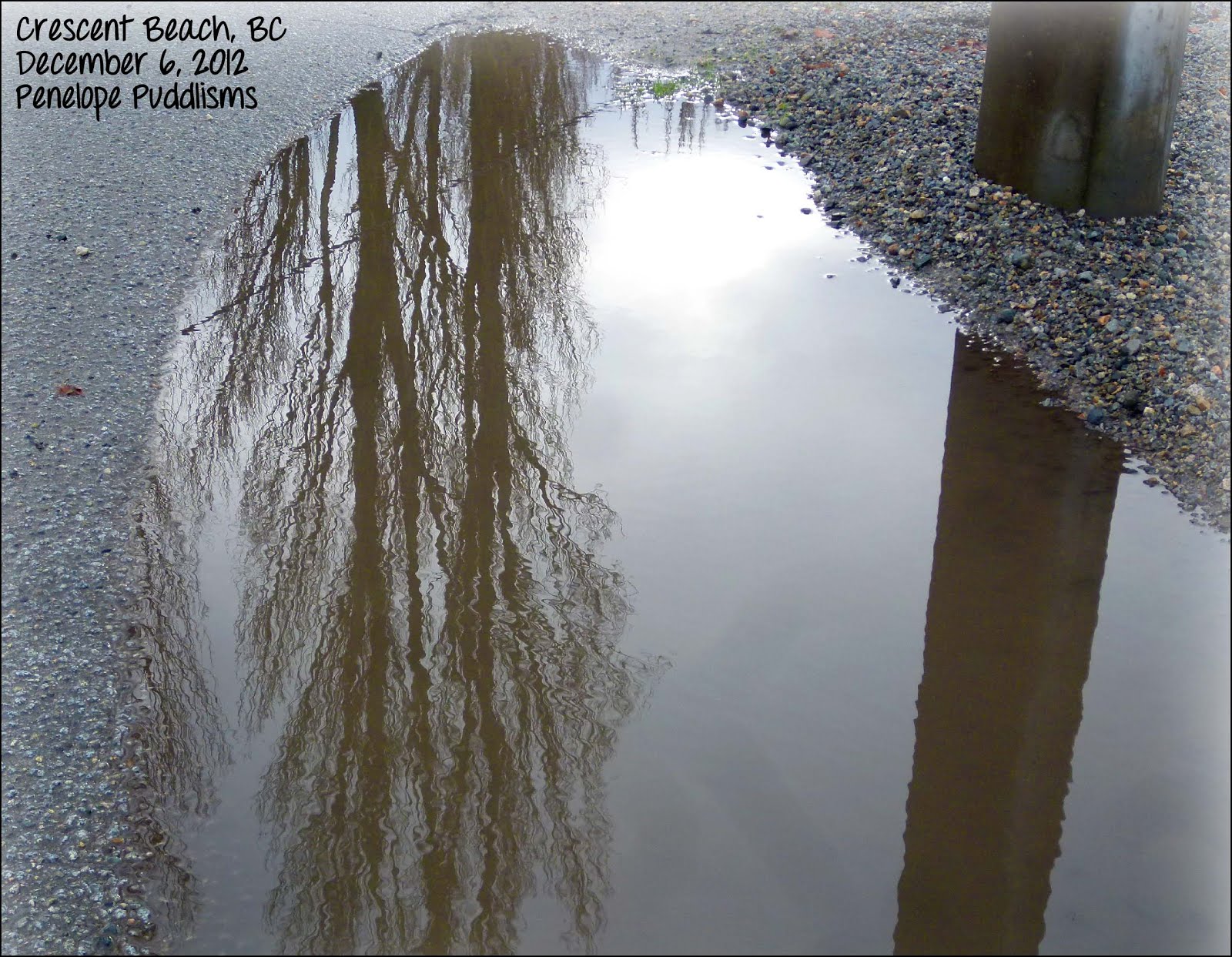 Musings of A Puddlist In B.C.: The Secret World Of Puddles