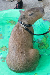 Pajama Penguin Productions: Creatures of Central Florida: Capybara