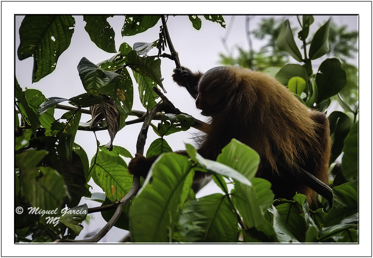 Amazonía Peruana. De los Primates. | El ojo de cristal. Fotografía Amateur.