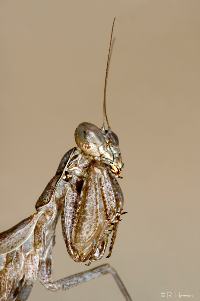 fotosricardo-h: MANTIS ENANA EUROPEA - European Dwarf Mantis